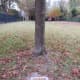 Hedwig Park: Namesake of Early German Settlement in Houston - HubPages