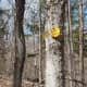 Adirondack Hike: Moxham Mountain - HubPages