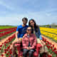 Exploring the Belfast Tulip Fields on Prince Edward Island - HubPages