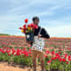 Exploring the Belfast Tulip Fields on Prince Edward Island - HubPages