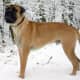 10 Awesome Guard Dog Breeds That Do Not Shed Much - PetHelpful