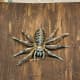 How to Make Spooky Spider String Art to Hang On Your Wall - HubPages