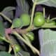 Figs - Facts, Nutritional And Health Benefits - HubPages