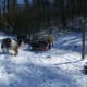 Goats in the Snow - HubPages