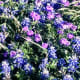 Bluebonnets - HubPages