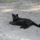 Pepper Cat's Guide for New Kitten Parents - HubPages