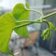 Tonkin Jasmine or Cowslip Creeper Vine and Its Edible Flowers - HubPages