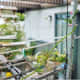 Tonkin Jasmine or Cowslip Creeper Vine and Its Edible Flowers - HubPages