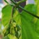 Tonkin Jasmine or Cowslip Creeper Vine and Its Edible Flowers - HubPages