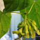 Tonkin Jasmine or Cowslip Creeper Vine and Its Edible Flowers - HubPages