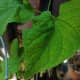 Tonkin Jasmine or Cowslip Creeper Vine and Its Edible Flowers - HubPages