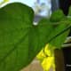 Tonkin Jasmine or Cowslip Creeper Vine and Its Edible Flowers - HubPages