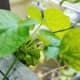 Tonkin Jasmine or Cowslip Creeper Vine and Its Edible Flowers - HubPages