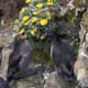 Citrus Scented Birds - HubPages