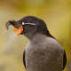 Citrus Scented Birds - HubPages