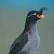 Citrus Scented Birds - HubPages