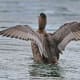 The World Of Amazing Waterfowl Birds - HubPages