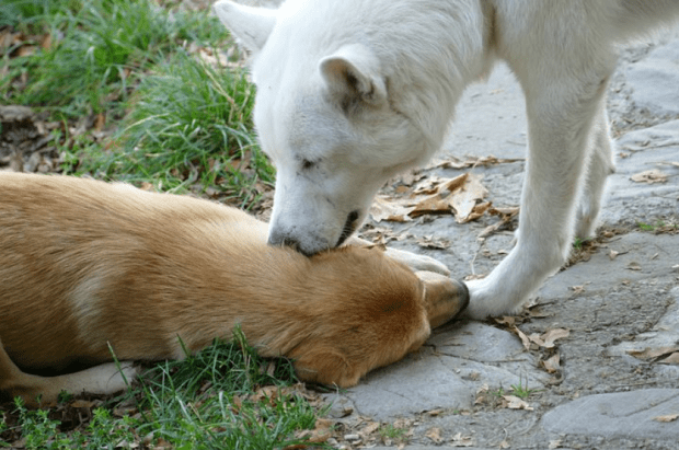Why Do Male Dogs Lick Other Male Dogs