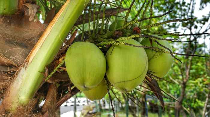 How to Make Tuba or Bahalina (Filipino Coconut Wine) - Delishably
