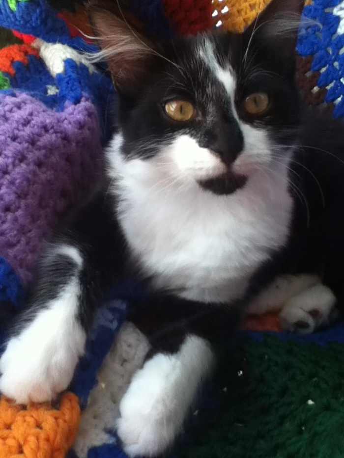 Tips and Tricks for Keeping Your Indoor Cat Happy and Healthy - HubPages