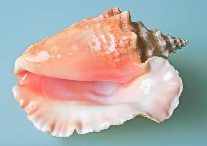 Conch Shells as Musical Instruments and in Living Sea Snails - HubPages