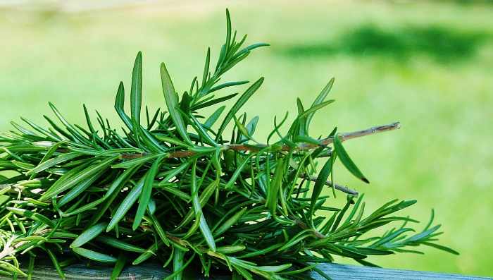 How to Make Candied Rosemary, a Sweet Garden Treat - HubPages