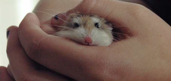 How to Spot a Sick Mouse: Common Illnesses in Pet Mice - PetHelpful