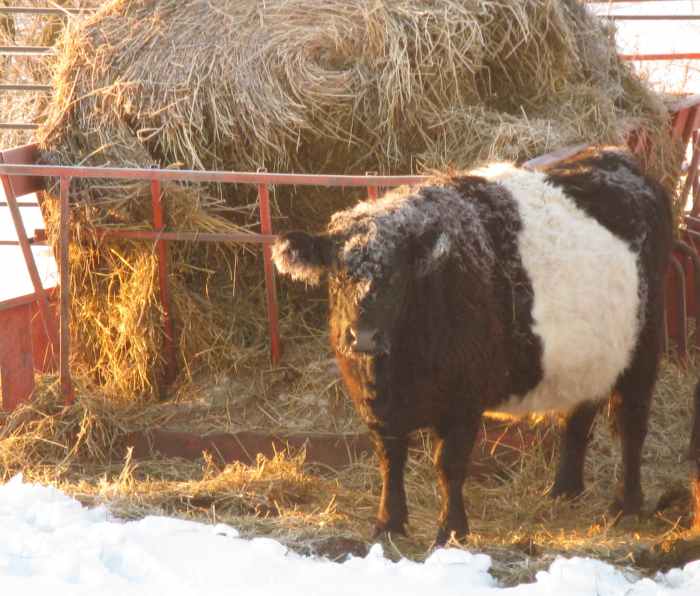 Belted Galloway Heritage Breed Cattle: 10 Reasons to Raise Them for ...