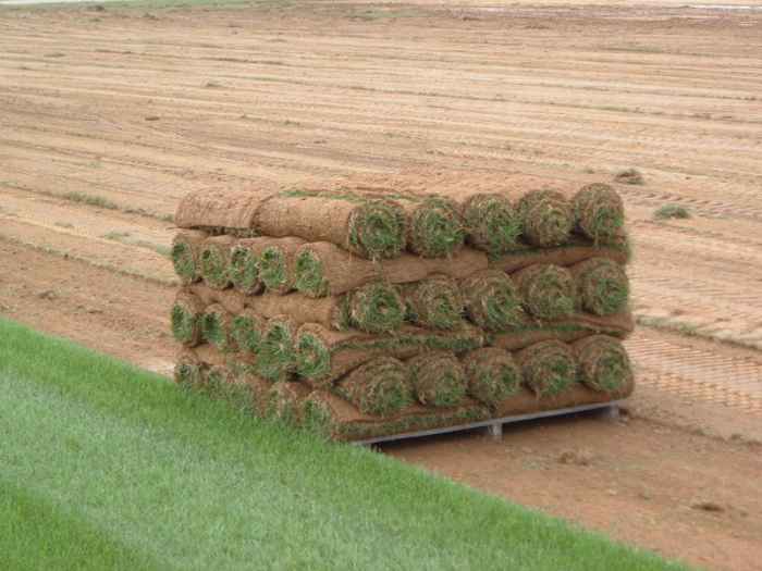Installing New Sod: What You Need to Know About Laying and Maintaining ...