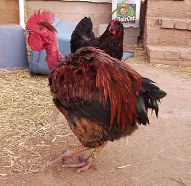 What Is a Turken (Turkin)? A Transylvanian Naked Neck Chicken - HubPages