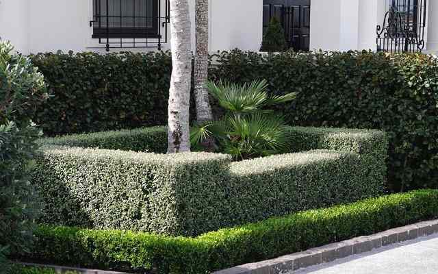 The 8 Best Hedge Plants - Dengarden