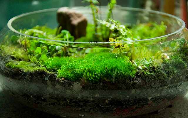 How to Grow and Keep Moss Alive - Dengarden