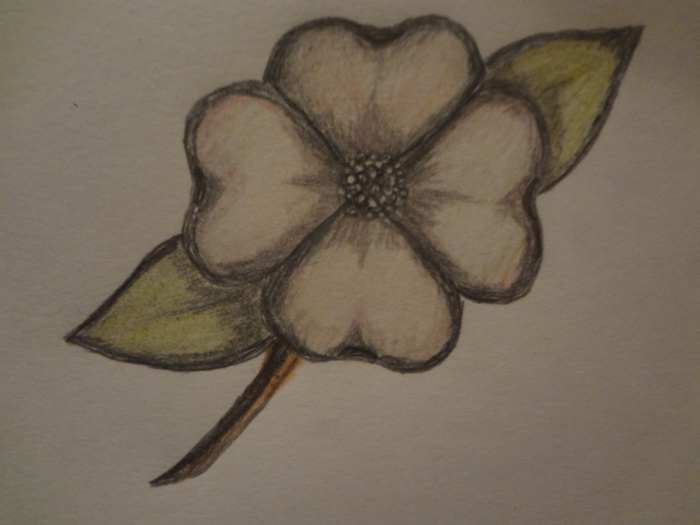 How to Draw a Dogwood Flower - HubPages