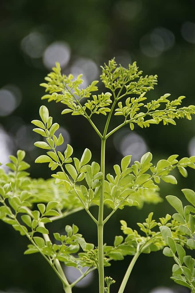 Malunggay or Moringa Nutrition Facts and Dessert Recipes - HubPages