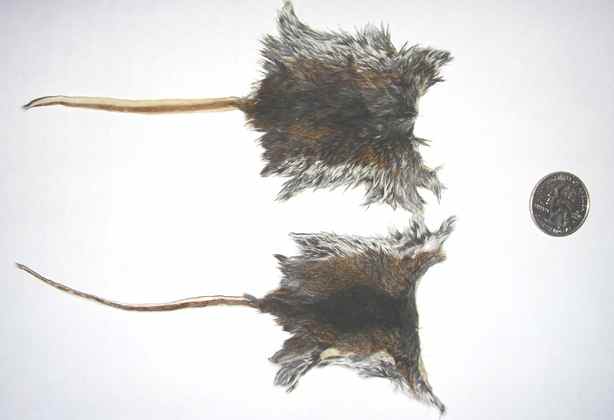 How to Skin Mice and Process the Hide (Tips and Tricks) - HubPages