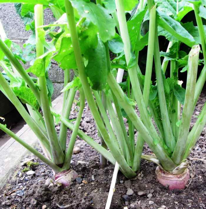 How to Sow, Plant and Grow Swede From Seeds in the Garden - HubPages