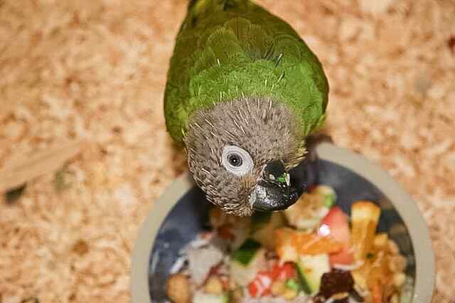 Dusky Conures as Pet Birds: Affectionate and Clever Parrots - PetHelpful