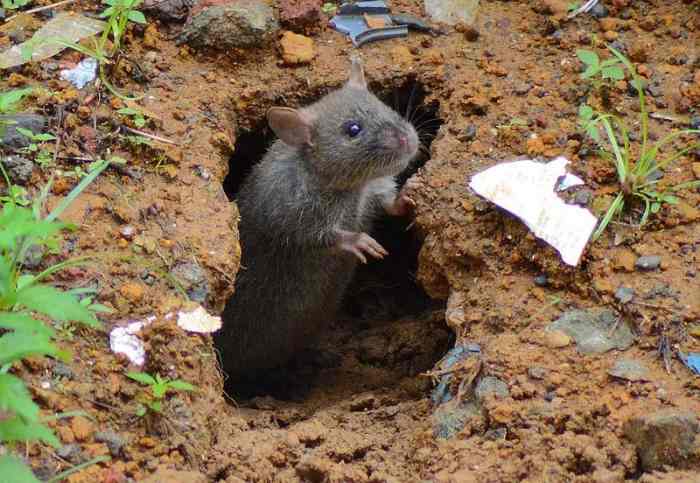 What Is a Rathole? How Fraudsters Conceal Stock Manipulation - HubPages