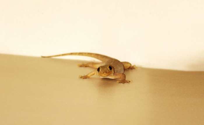The Legend of the Lizard, The Common House Gecko - HubPages