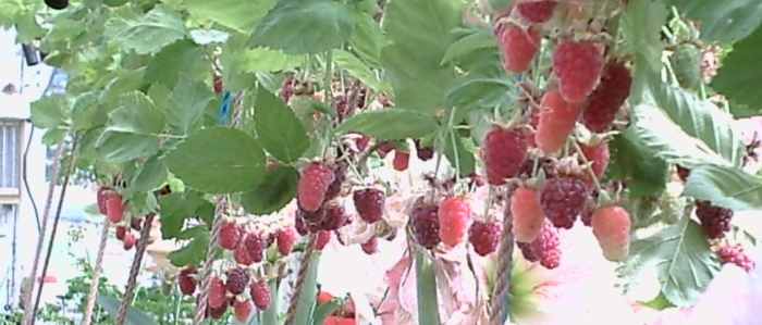How to Grow Loganberry and Enjoy Its Fruit - HubPages