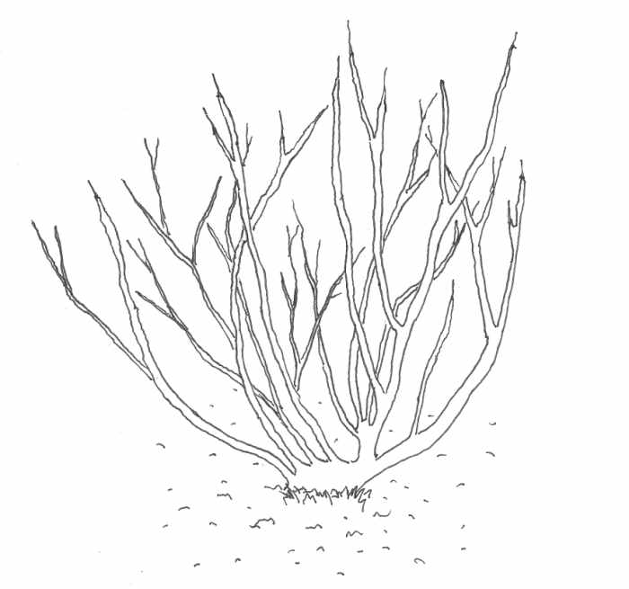 When and How to Prune Roses - Dengarden