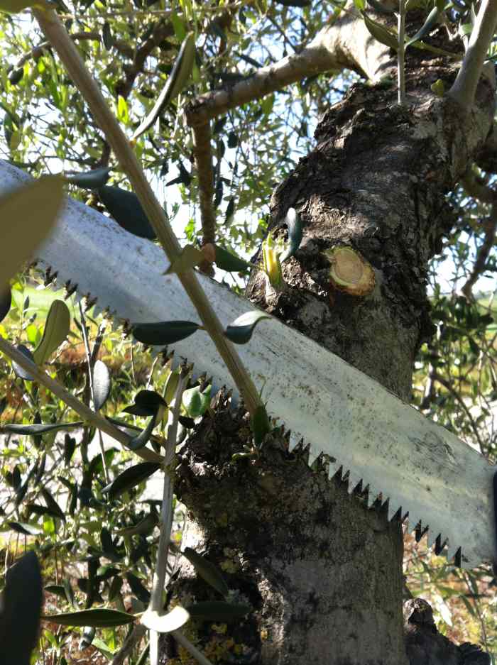 How and When to Prune an Olive Tree (the Tuscan Way) - Dengarden
