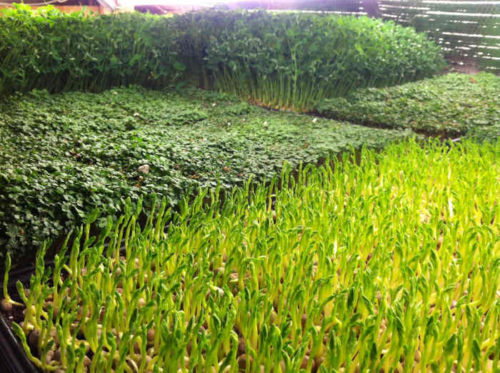 Growing and Selling Microgreens: An Urban Farming Business - Dengarden