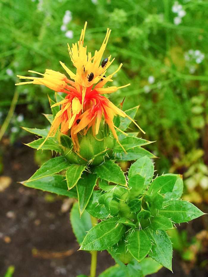 Safflower Plant Facts and Uses: Vegetable Oil, Dye, and Insulin - Owlcation