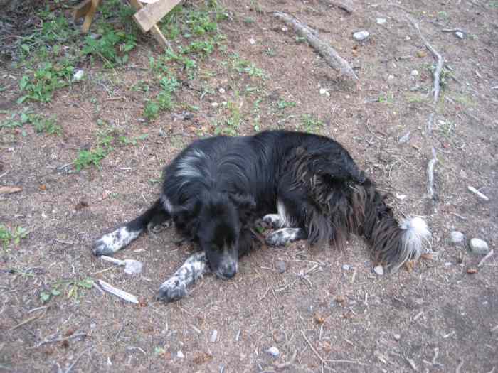 How to Choose the Best Breed of Dog for Your Barn - HubPages