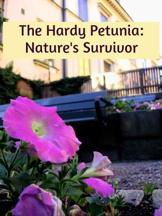 All About the Different Types of Petunias - HubPages
