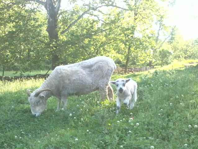 The Complete Guide to Caring for Sheep as Pets - HubPages