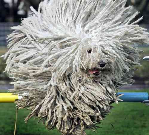 Facts About the Hungarian Puli (Or, the Mop Dog) - HubPages