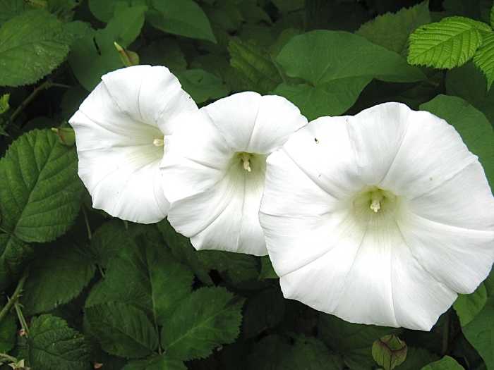 Hedge Bindweed, or Wild Morning Glory: An Invasive Plant - Owlcation