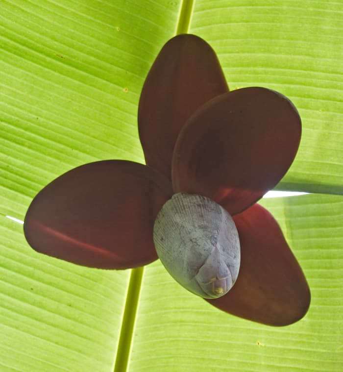 Guide to Plantain Trees - Dengarden